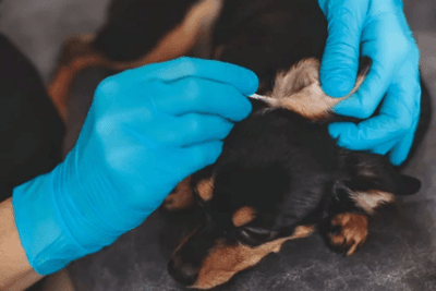 Otite nei cani: cause, sintomi e trattamento: Guida completa